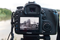 Mockingbird's Nest: 2016