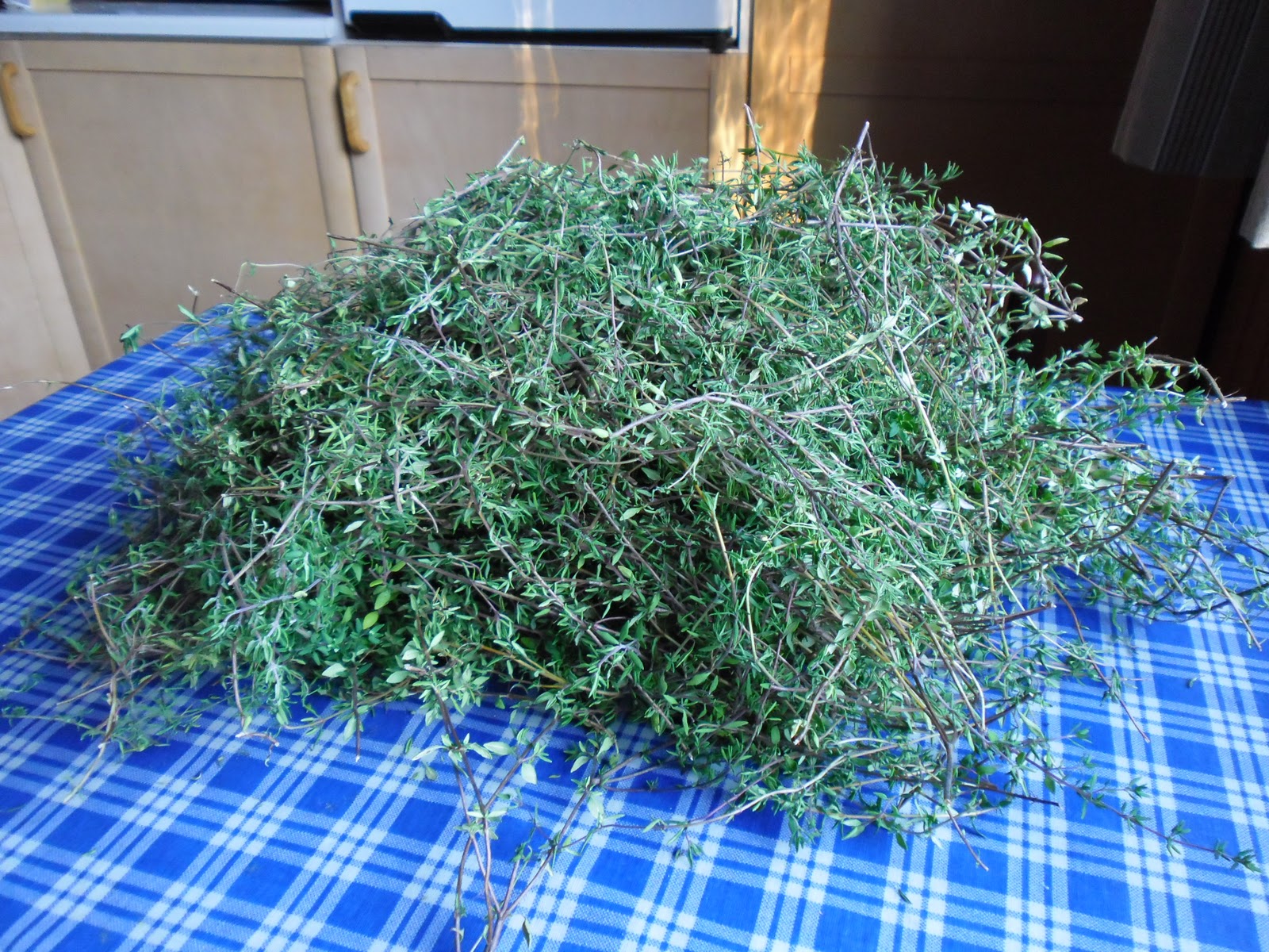 Miehenkuvan maailma: Timjamin pakastus