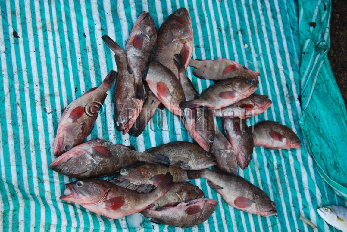 Kudpiraj's Garam Tawa: Fishing in Mangalore