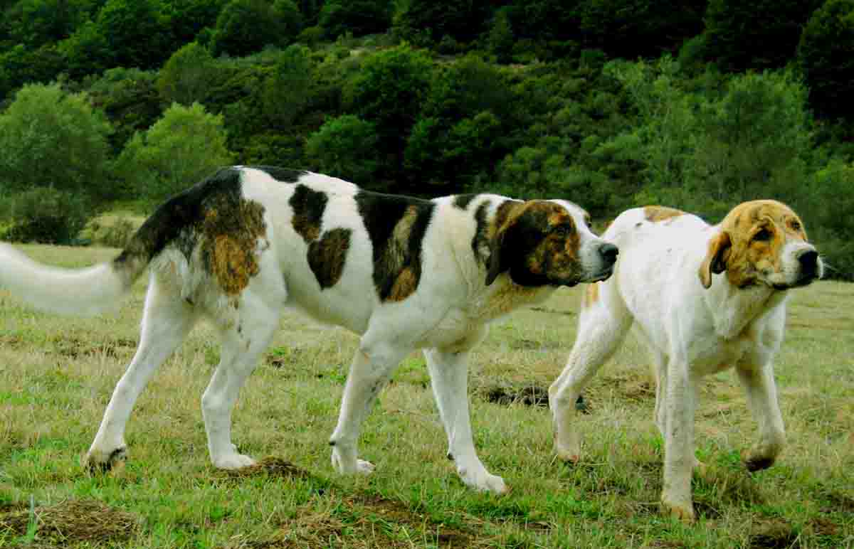 El Mastín Español de Campo y Trabajo: Mastin español antiguo Vs, Mastin ...
