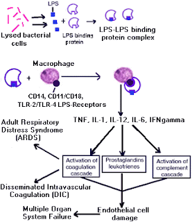 Septic Abortion: Septic Abortion Emedicine