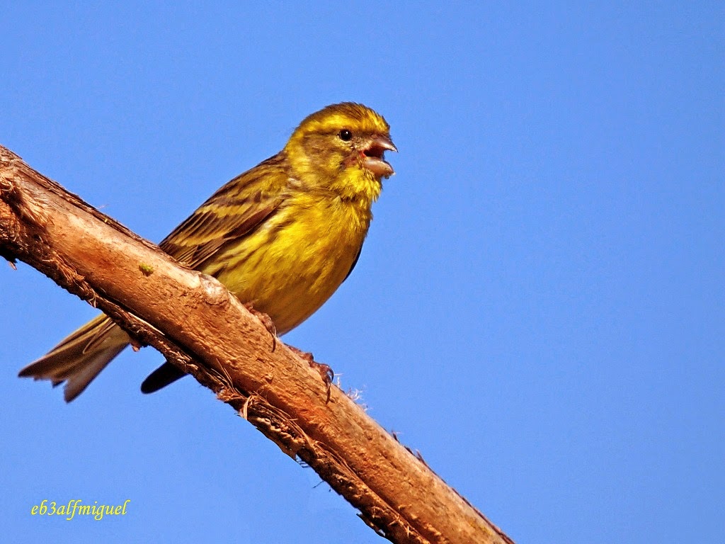 Miguel fotografia: Verdecillo (Serinus serinus)