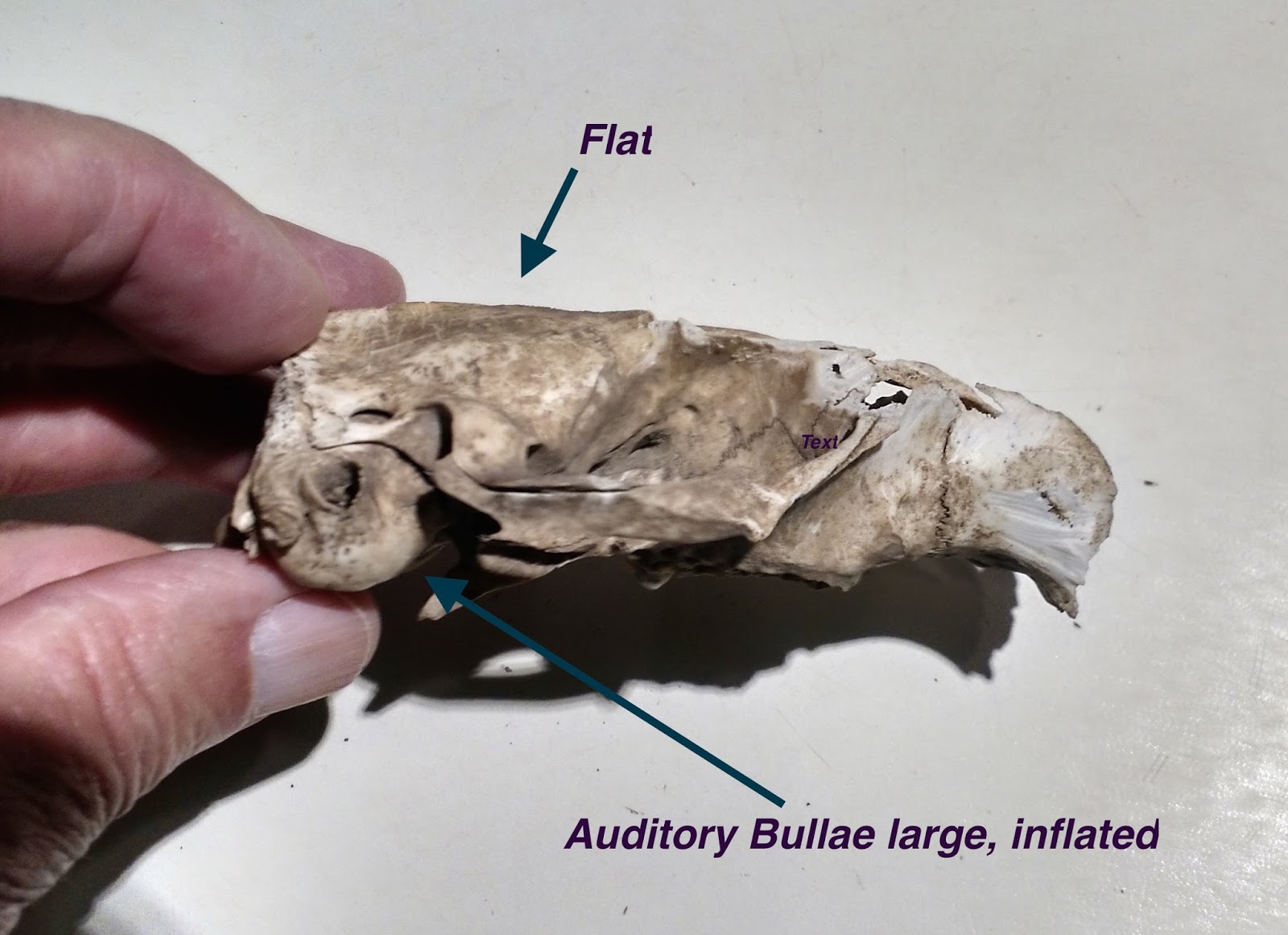 Springfield Plateau: Skull Identification