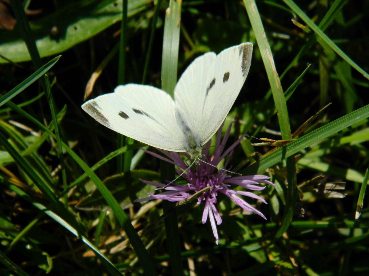 LA MULTI ANI, ROMANIA!: Fluturi albi pe flori de camp