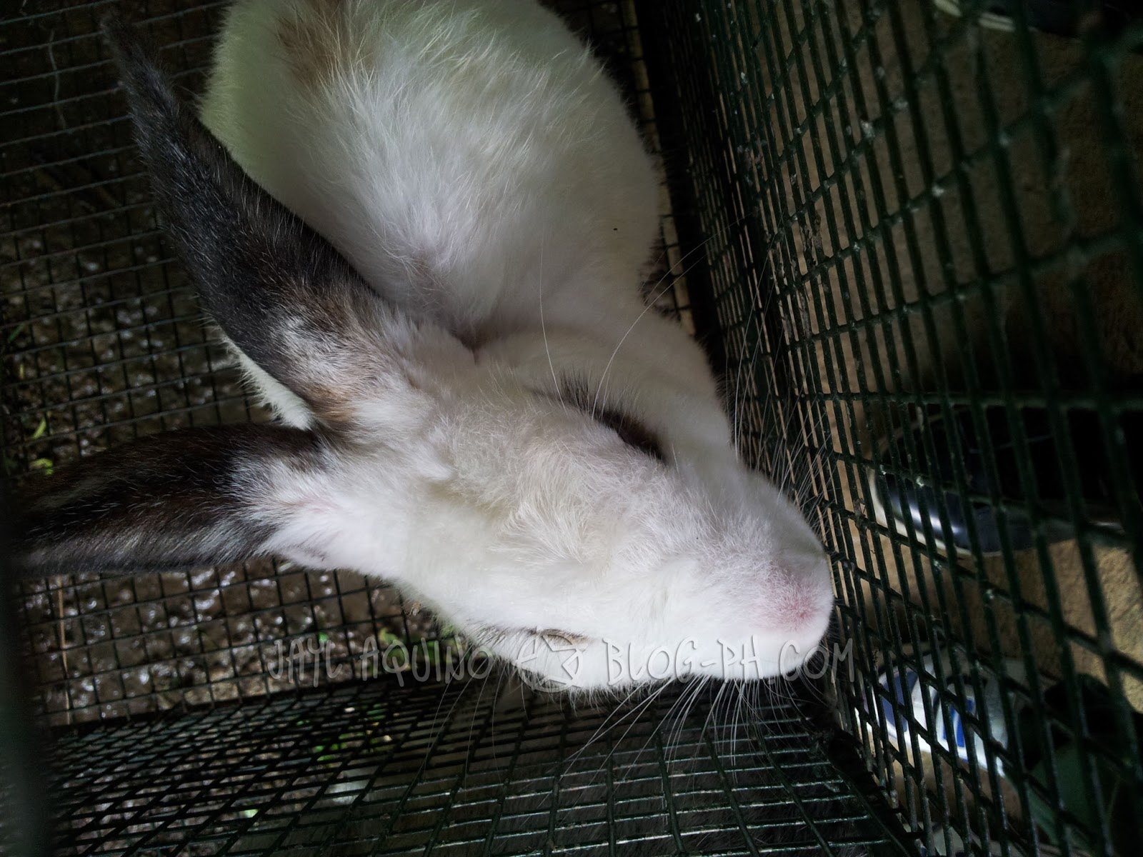 The Robby Rabbitry - Padre Garcia, Batangas | BLOG-PH.com — Top ...