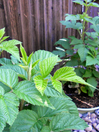 Just Another Hang Up: Planting Raspberries in Containers on Bloomin ...