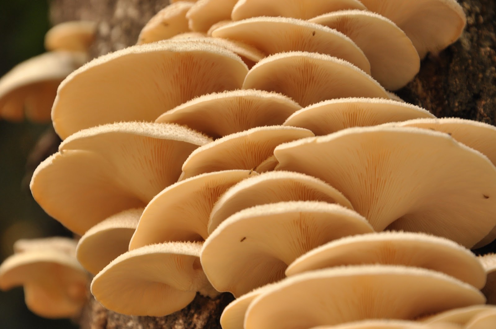 Photography: Bim Mal