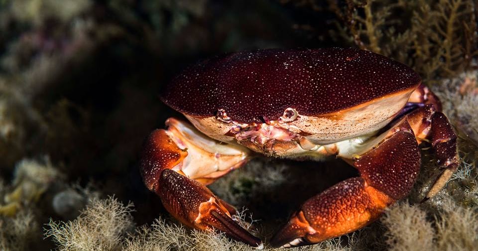 Biodiversity of Cyprus by NGO Protection of the Natural Heritage and ...