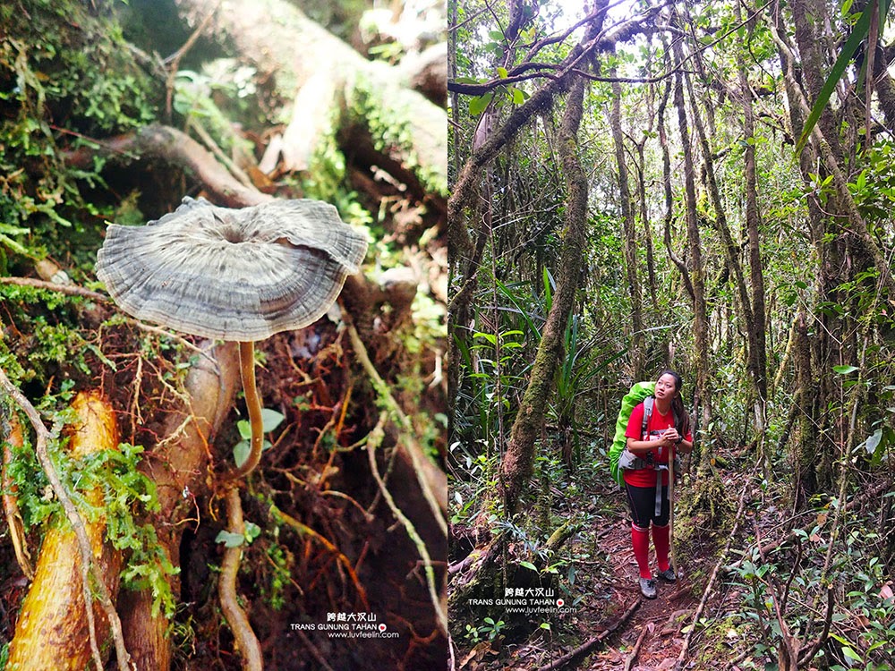 Trans Gunung Tahan 跨越大汉山ᄿ 第 天一路向斜的节奏 (Kem Kor - Bukit Botak) - 乐飞翎 ♥ ...