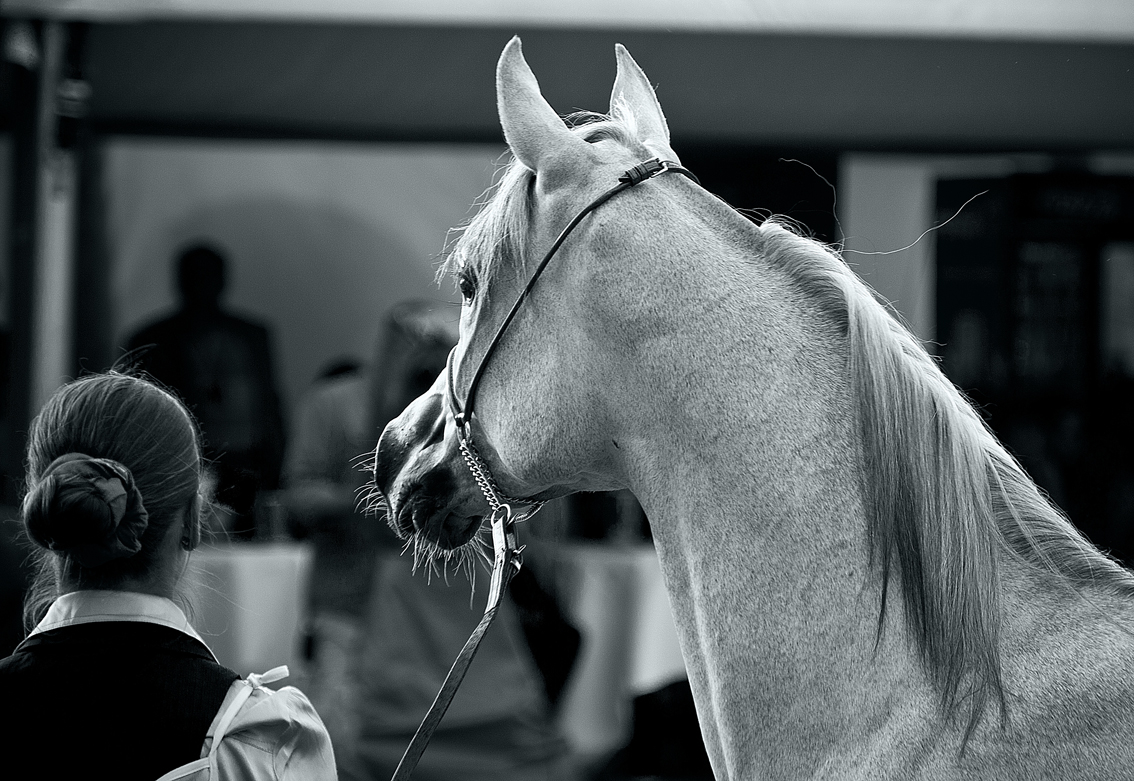 Przekornie w drodze - czyli moje wędrówki w czasie i przestrzeni.: Koń ...