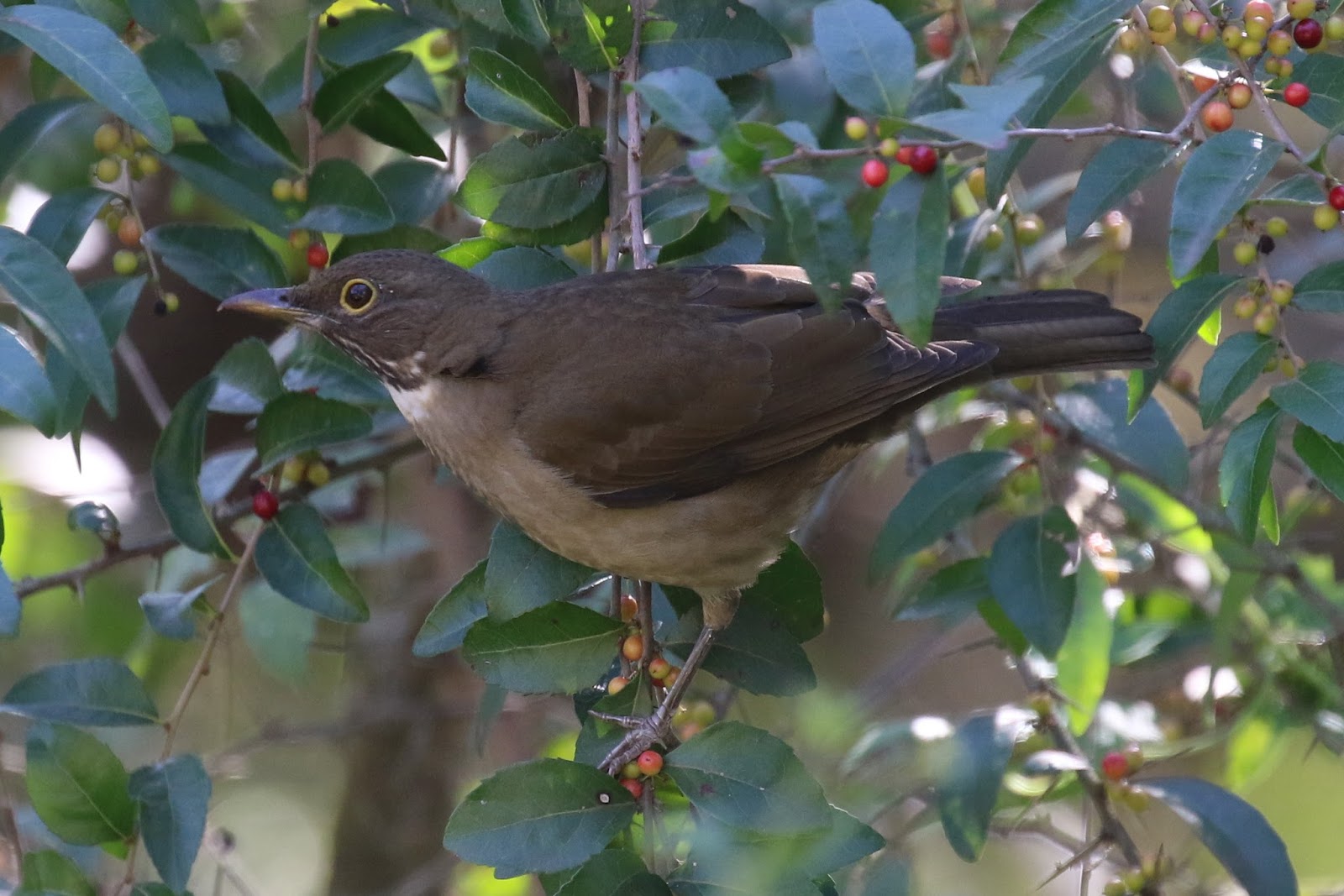 Antshrike's Bird Blog: A couple of good RGV birds, 2/7/15