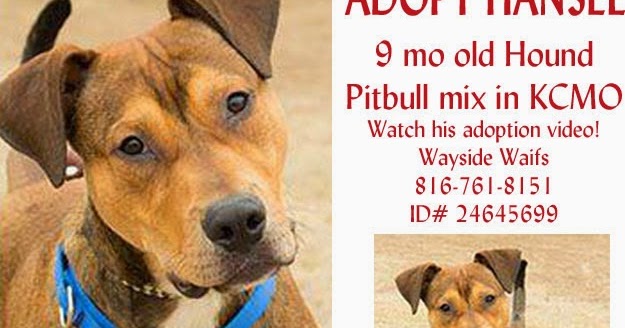 Talking Dogs at For Love of a Dog: Adopt Hansel a #Hound #Pitbull # ...