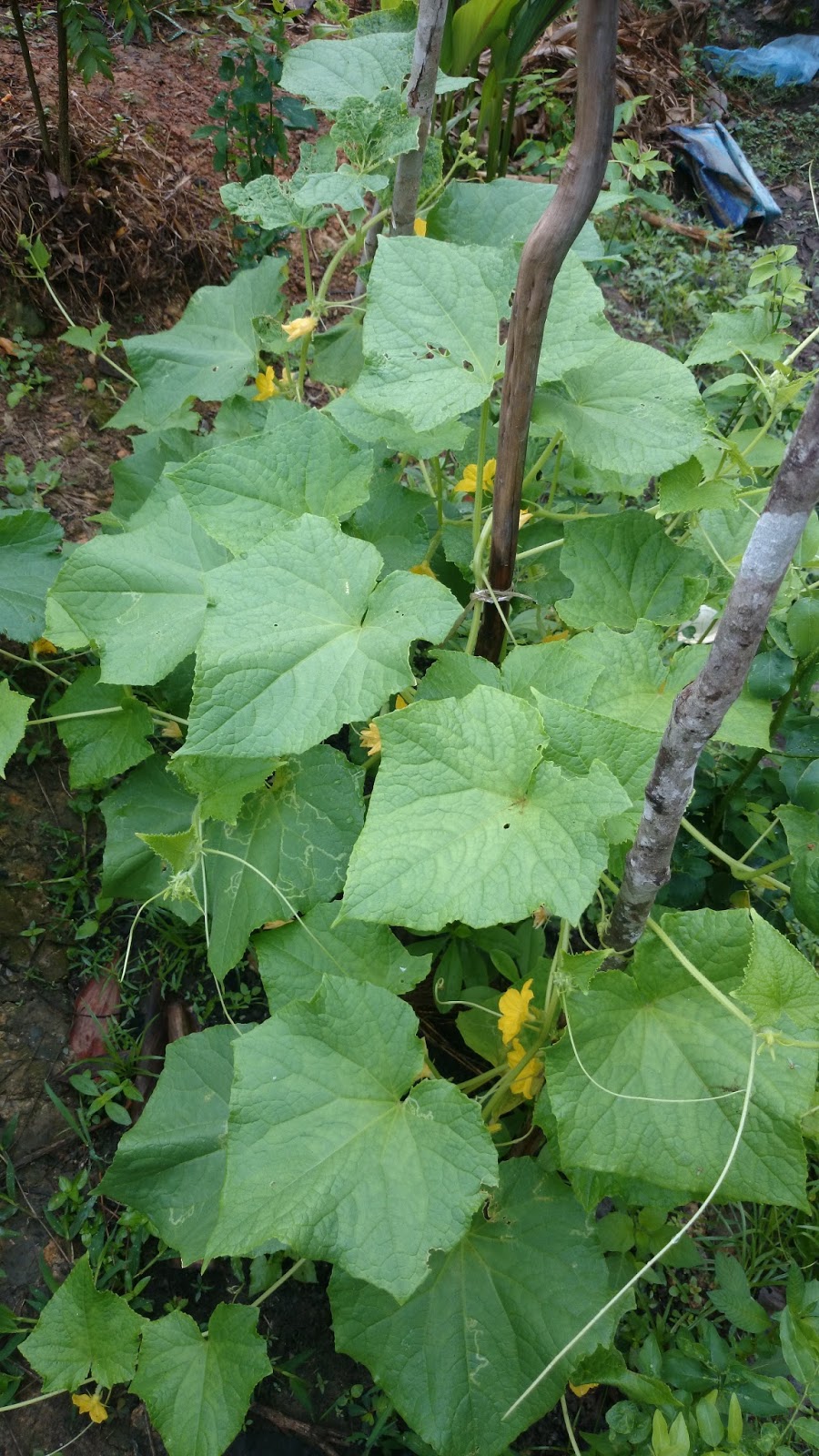 PERKEMBANGAN TIMUN MINI DI KBR - Rangkuman Cara Bertanam Lengkap