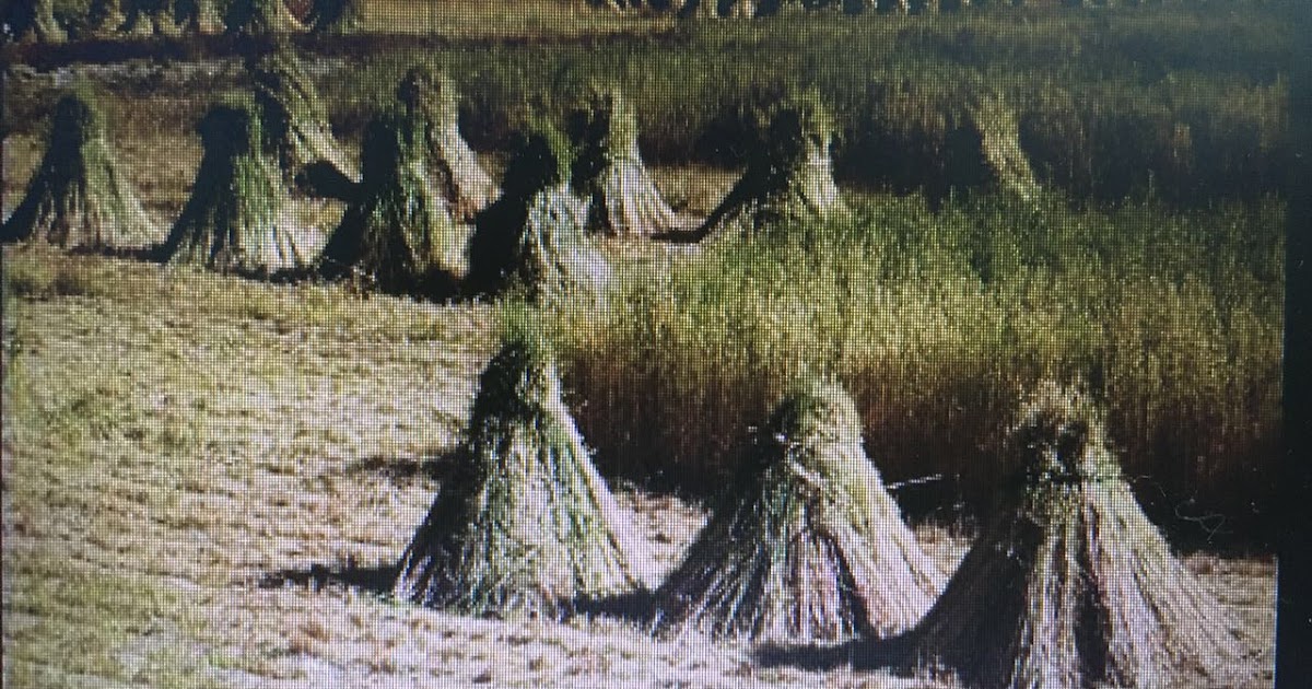 SEPTEMBER: WELCOMES TO ‘THE MONTH OF GATHERING SHEAVES'!