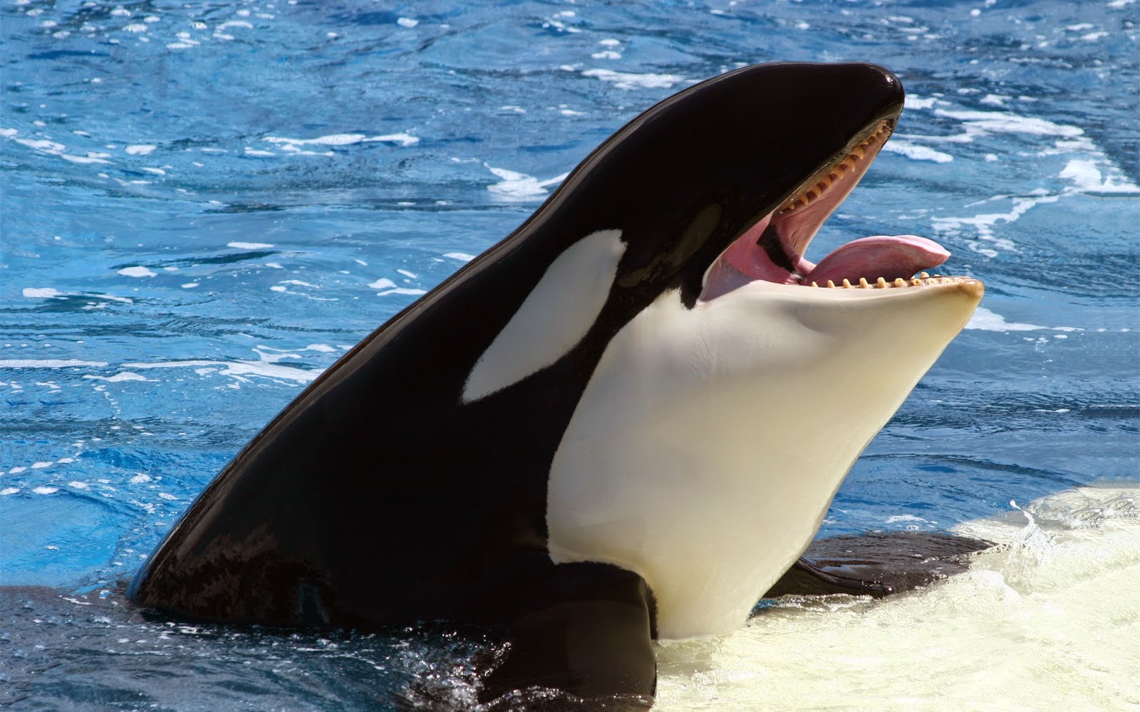 Océanos de México : Mayor Depredador