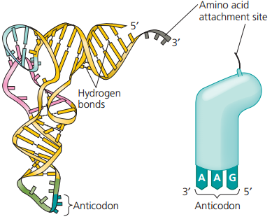 Asal, Struktur, Fungsi, dan Pembentukan mRNA, tRNA, dan rRNA ...