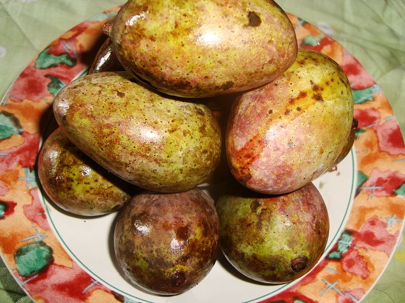 Mangifera casturi - Mascot of South Kalimantan