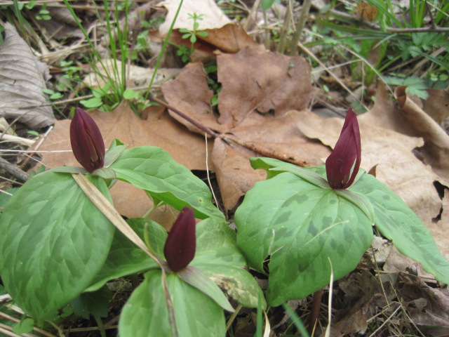 Now Showing Near You: Wildflowers: April 24, 2011 - An Easter Walk in ...