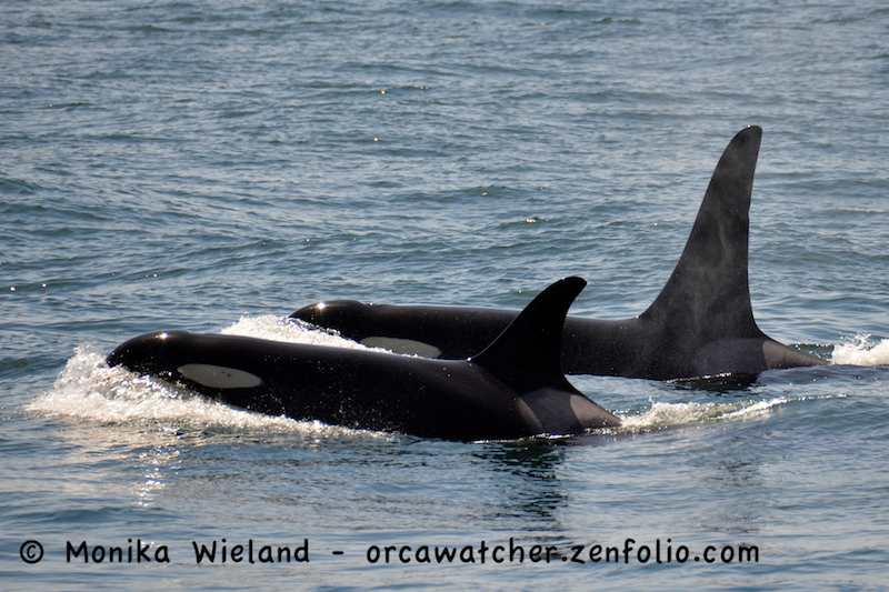 Orca Watcher: Whales Everywhere: Js, Ks, Ls, Ts