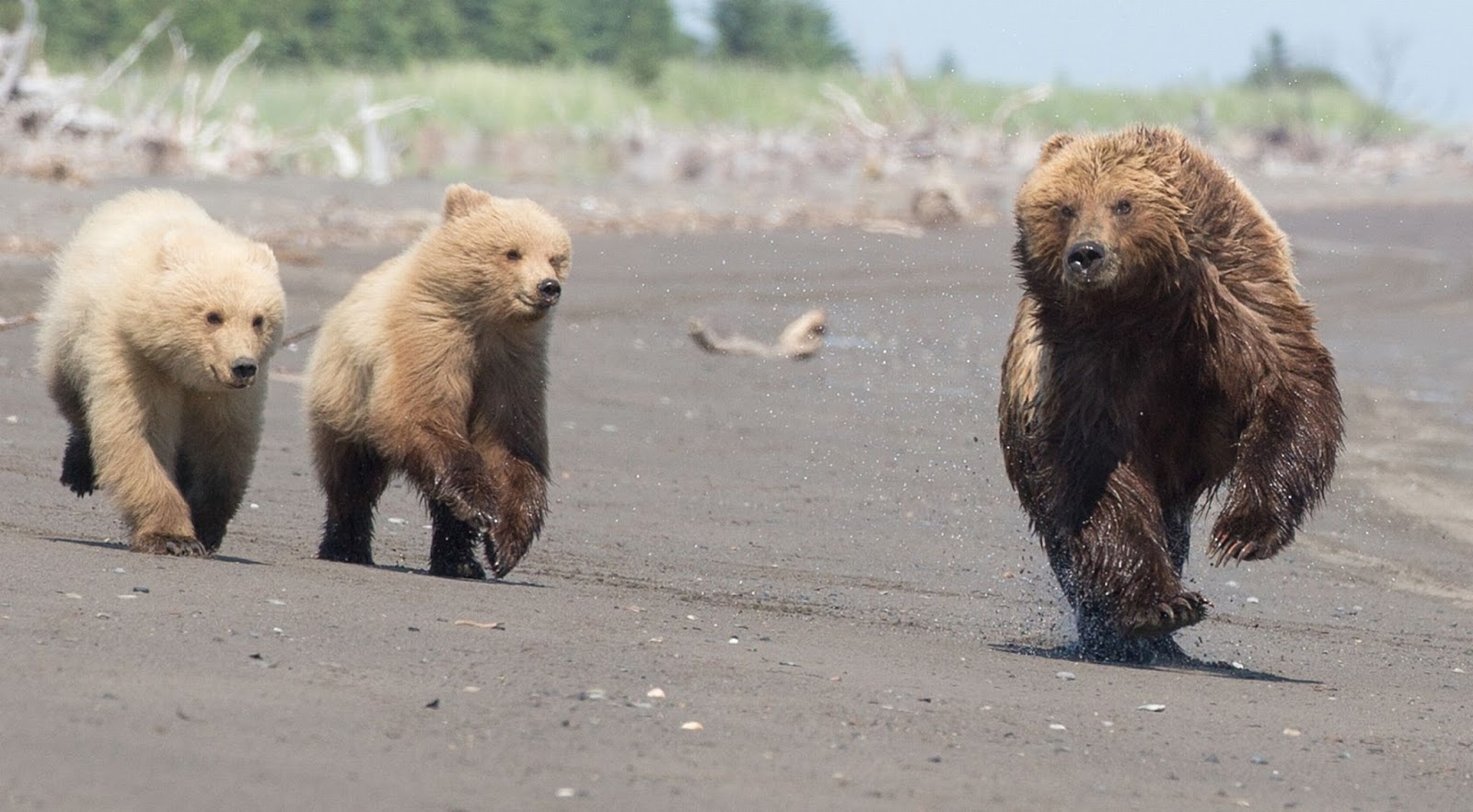 Adorables imágenes de osos disfrutando libres de un día de diversión en ...