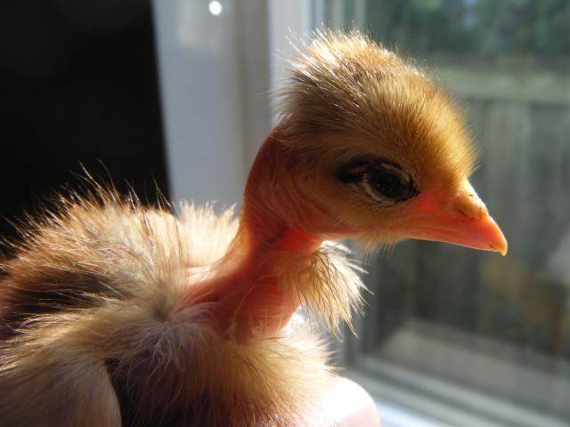 RECOPILACIÓN HISTÓRICA DE EL SABINO