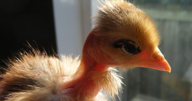 RECOPILACIÓN HISTÓRICA DE EL SABINO