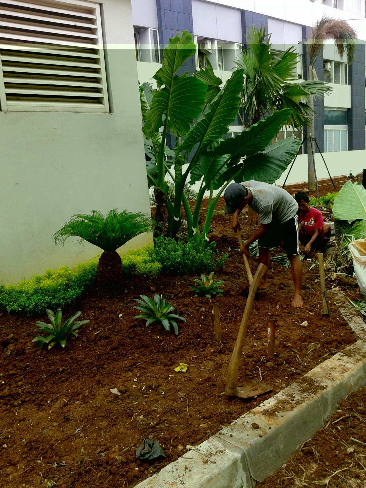 TUKANG TAMAN CIBUBUR