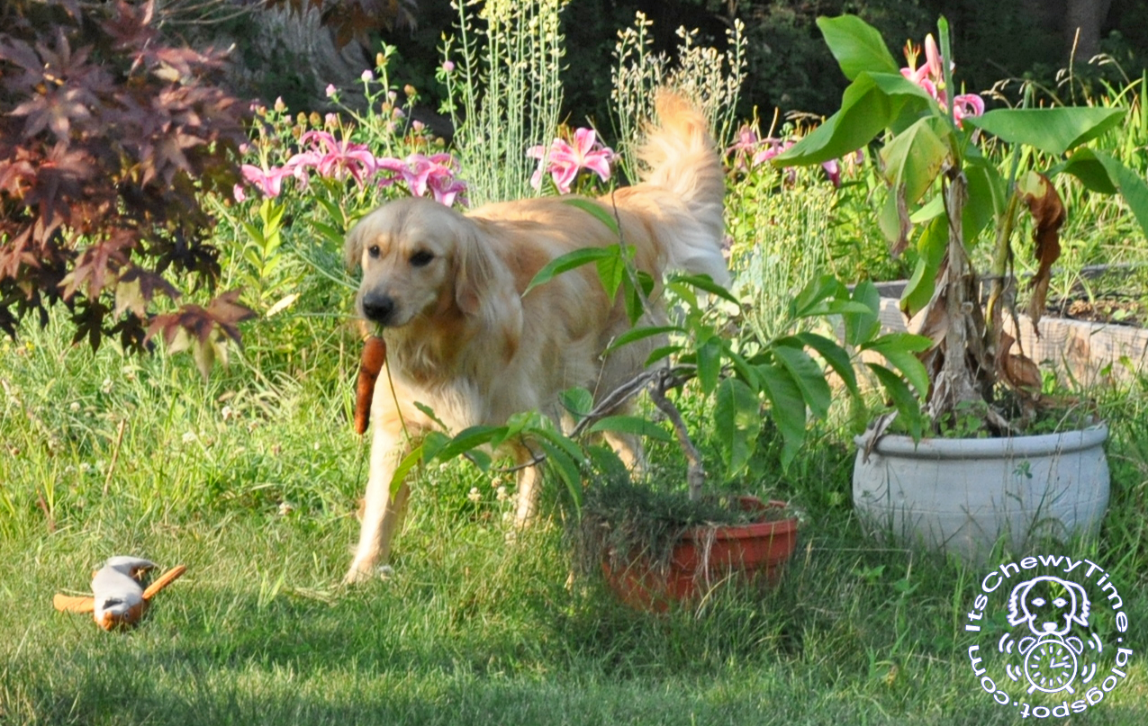It's Chewy Time!: Growing Veggies for Your Dog, Part 1: Easy, Low ...