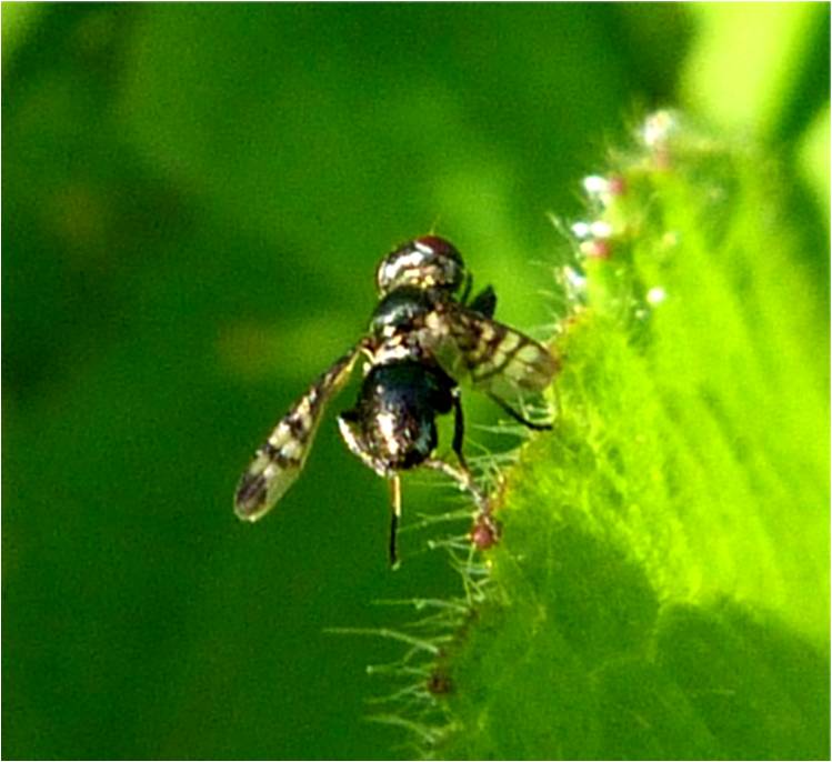 Insects of Scotland: Other Flies/Picture-wing Flies