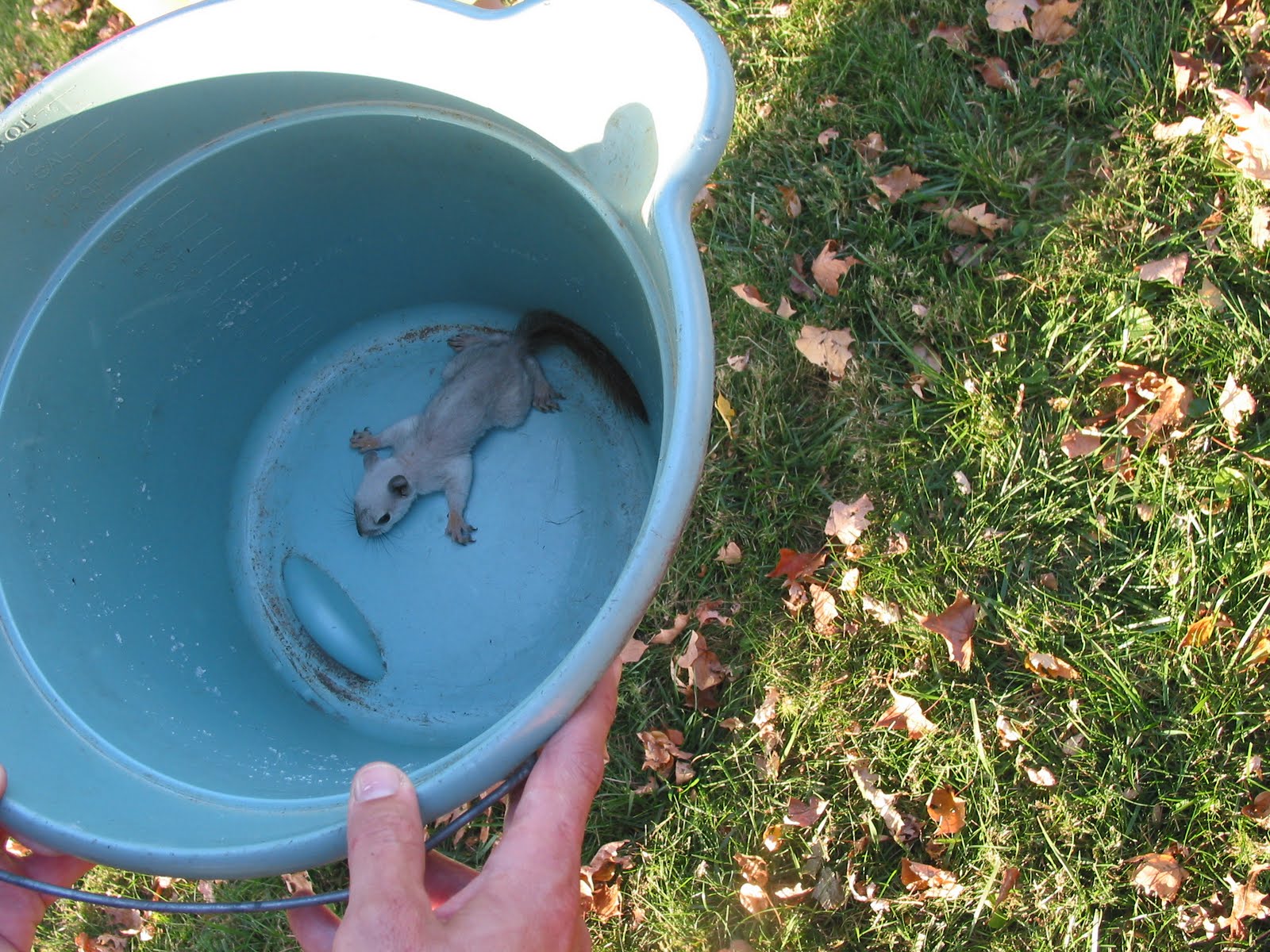 Light at Home: Our Adventure with a Chipmunk