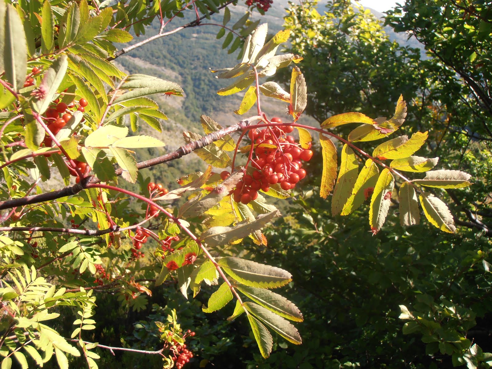 Entre plantas y bichos: Sorbus aucuparia (Serbal de los cazadores)