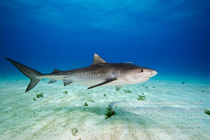 THE ANIMAL WILDLIFE: IKAN HIU MACAN (tiger shark)