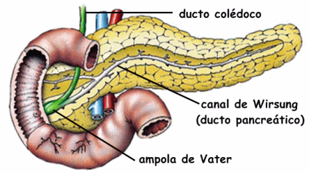 Universo Da Biologia