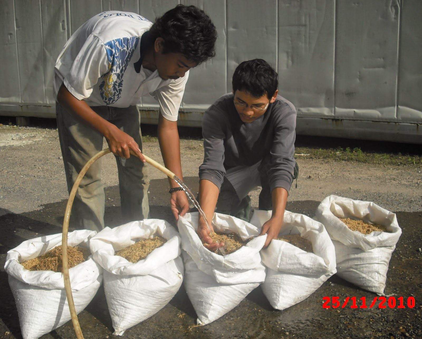 Hybrid Rice Malaysia: Panduan untuk penyediaan benih pra-cambah yang betul