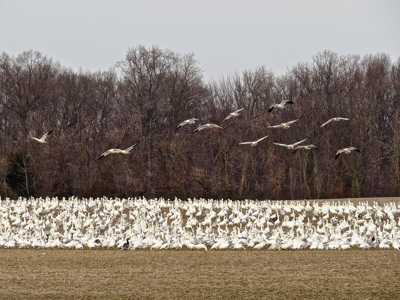 figs flowers food: SPECTACULAR SNOW GEESE