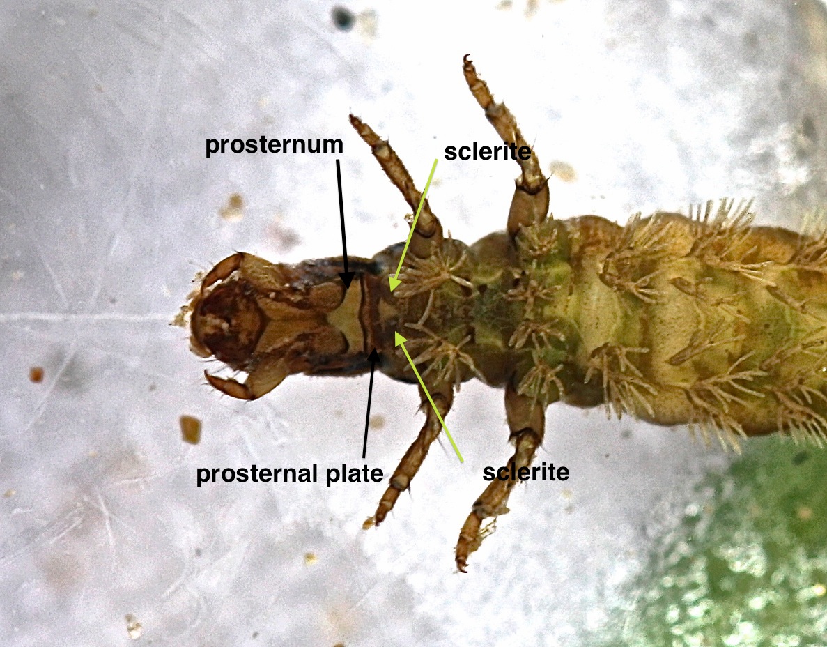 Aquatic Insects of Central Virginia: Ceratopsyche sparna/Hydropsyche ...