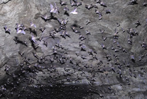 Endangered species blog #2: Indiana Bat