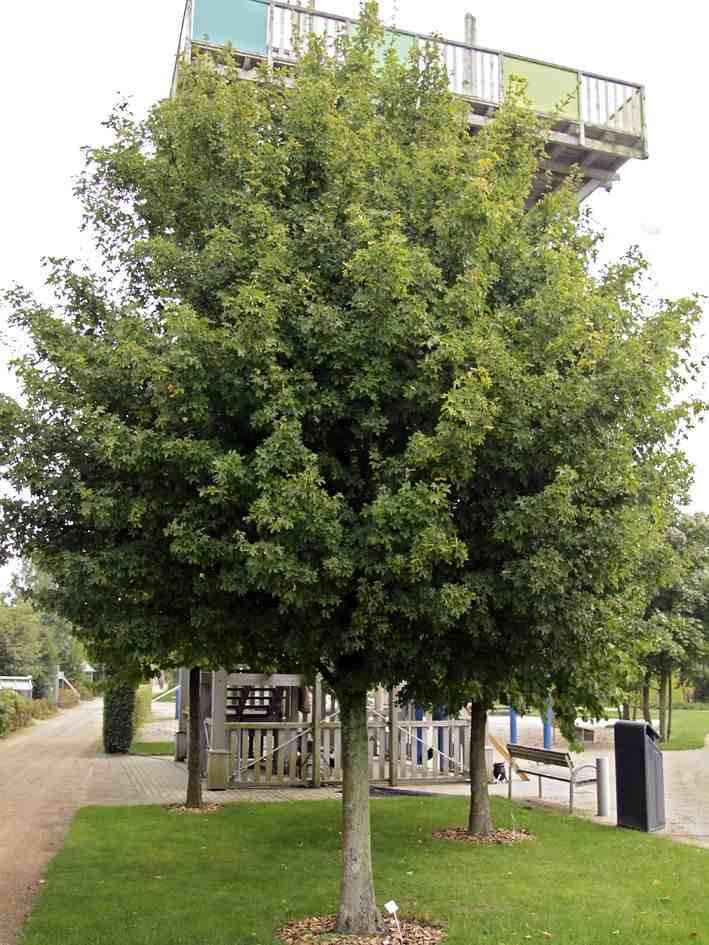 Trees Planet: Acer campestre – Field Maple – Hedge Maple
