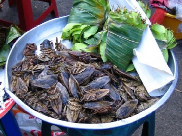 Photography Moments: Some Of The Worlds Biggest Bugs