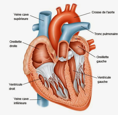 Blog 75: Infos santé-Après un infarctus du myocarde