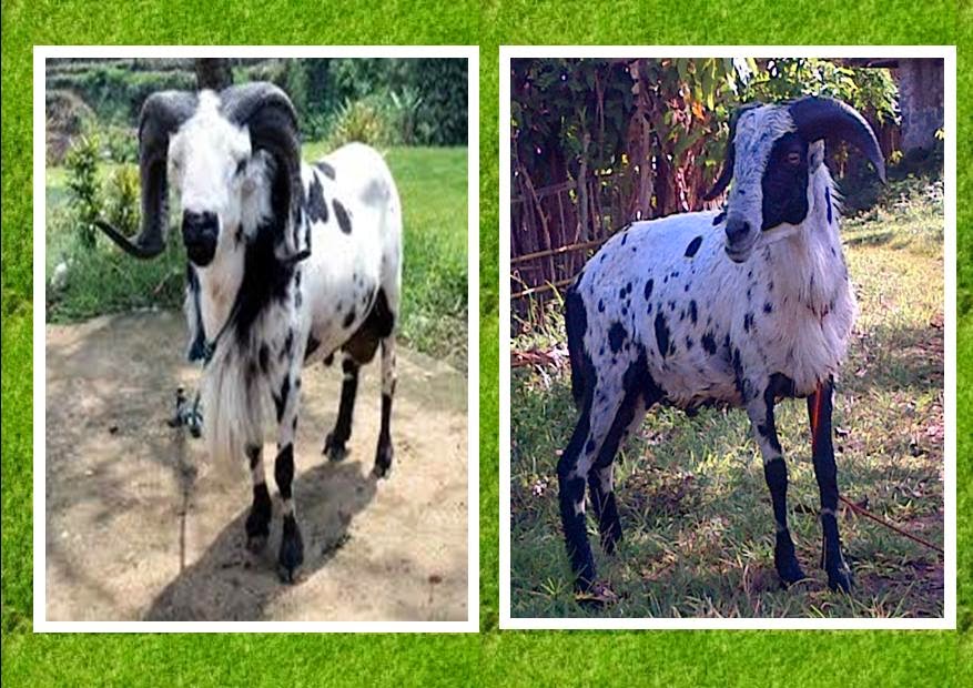 Zabrila Domba: Jenis - Jenis Domba di Indonesia