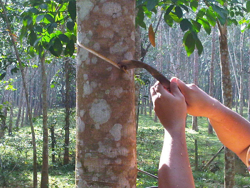 Kongsi Cerita Seorang Penoreh Getah Dan Tips Menoreh Getah~ | Oh Dunia!!