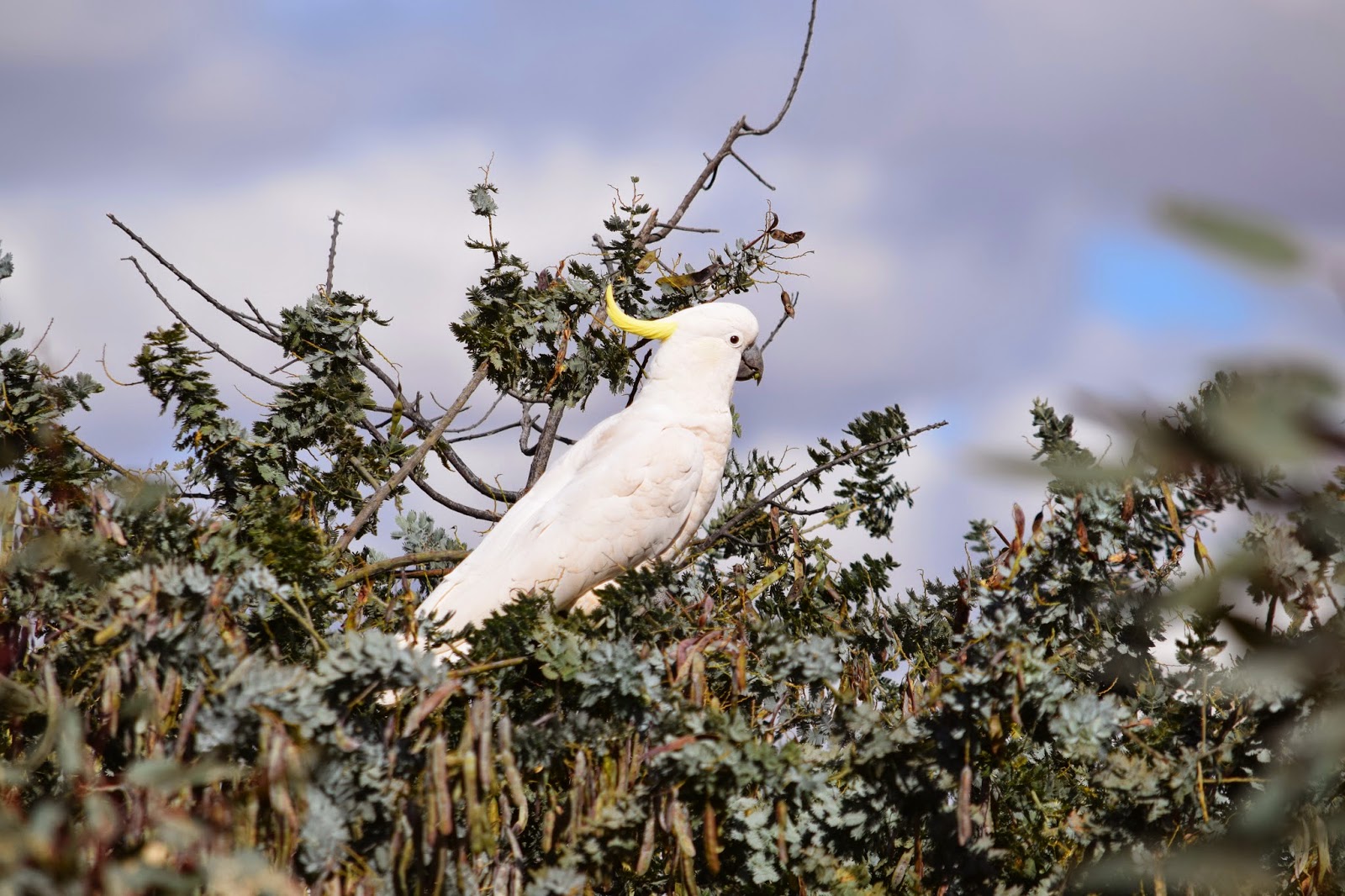 A Darn Good Yard: A Wattle, Seed Pods and Sulphur-crested Cockatoos
