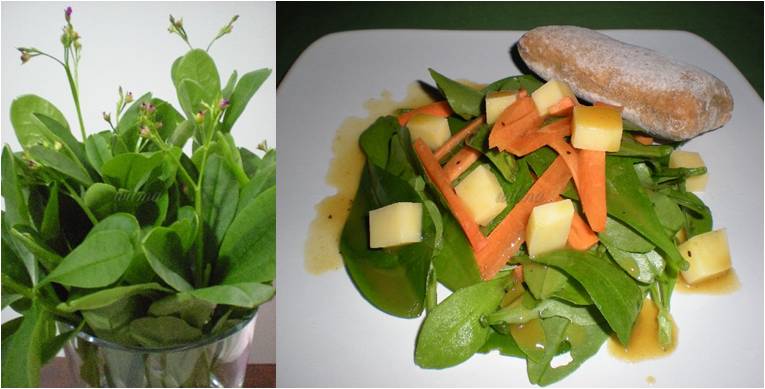 Less Meat Diet: Talinum salad