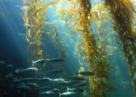 Limuplex | SALUD NATURAL | Fucoidan : Limuplex™,¿Que es Limuplex™