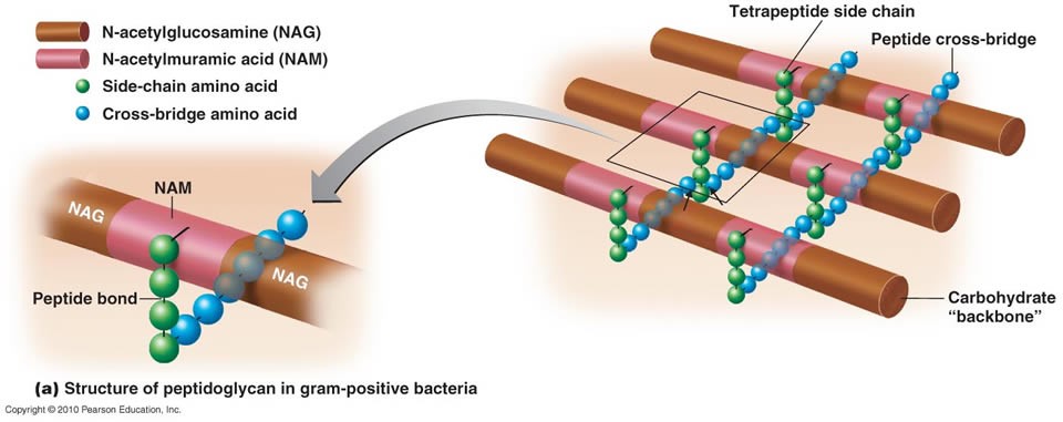 SENTHIL PRABHU SIVASAMY: CELL BIOLOGY I
