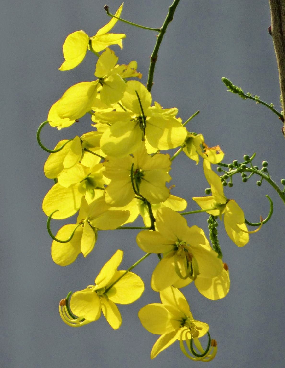 Saat Golden Chain Blossom (Bunga Nasional Thailand) Bermekaran ...