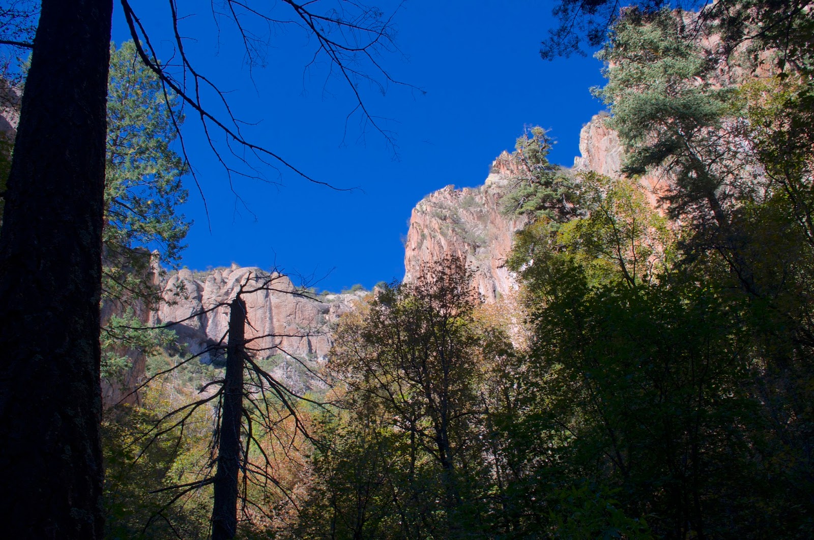 Southern New Mexico Explorer: South Fork Palomas Creek - Aldo Leopold ...
