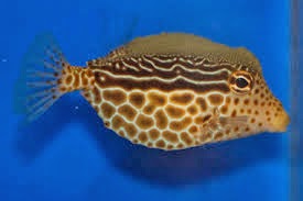 BATFISH-BOXFISH-BUTTERFLY FISH ~ Indonesian marine fish and coral index