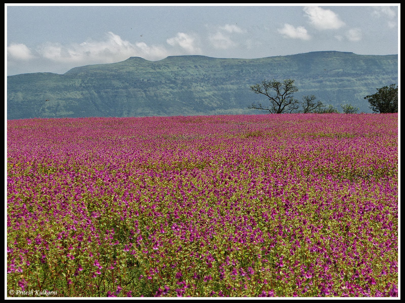 Travel blogs: Maharashtra’s valley of flowers: Kaas plateau
